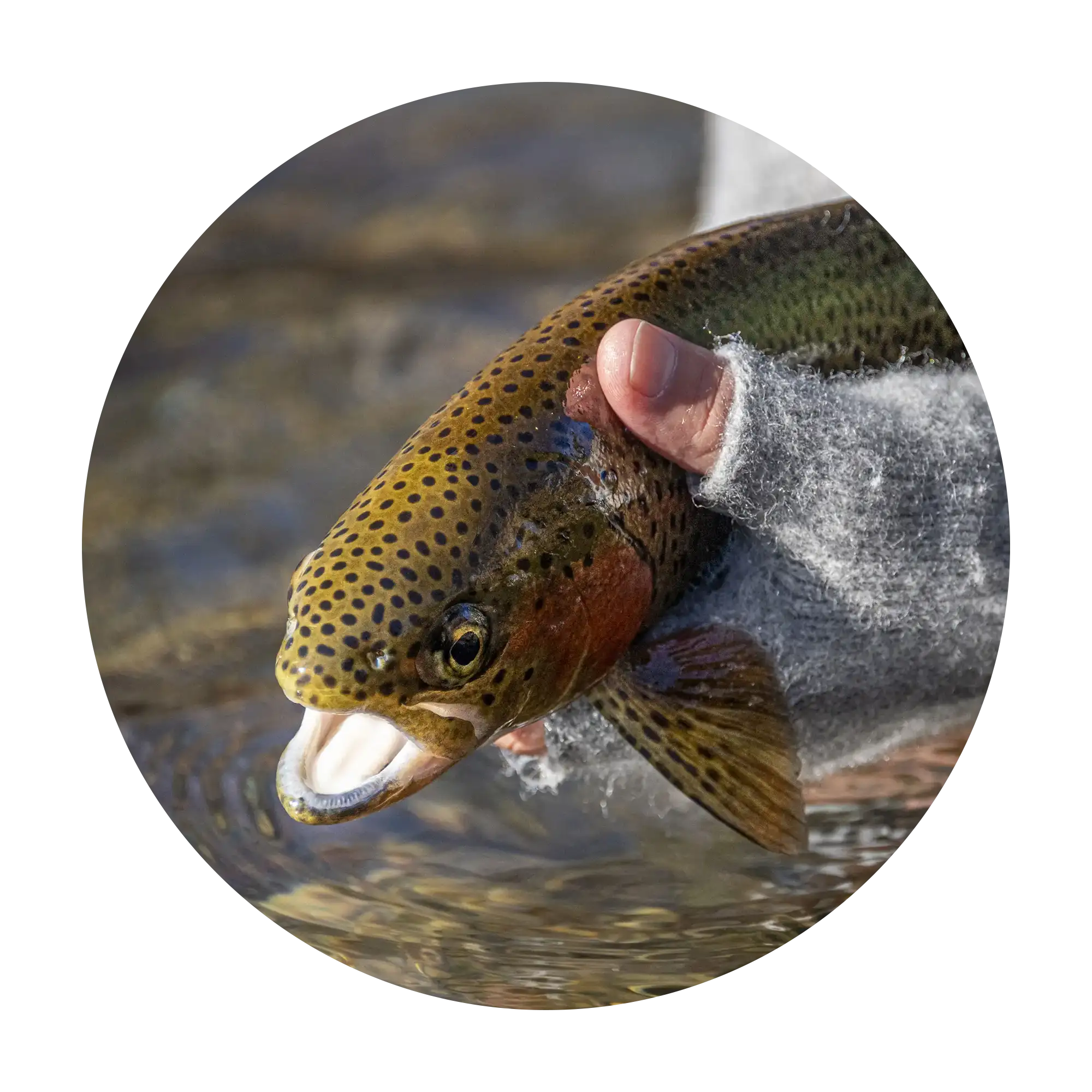 Rod Blanks for Rod Building - Freshwater, Saltwater, Fly & Ice Fishing