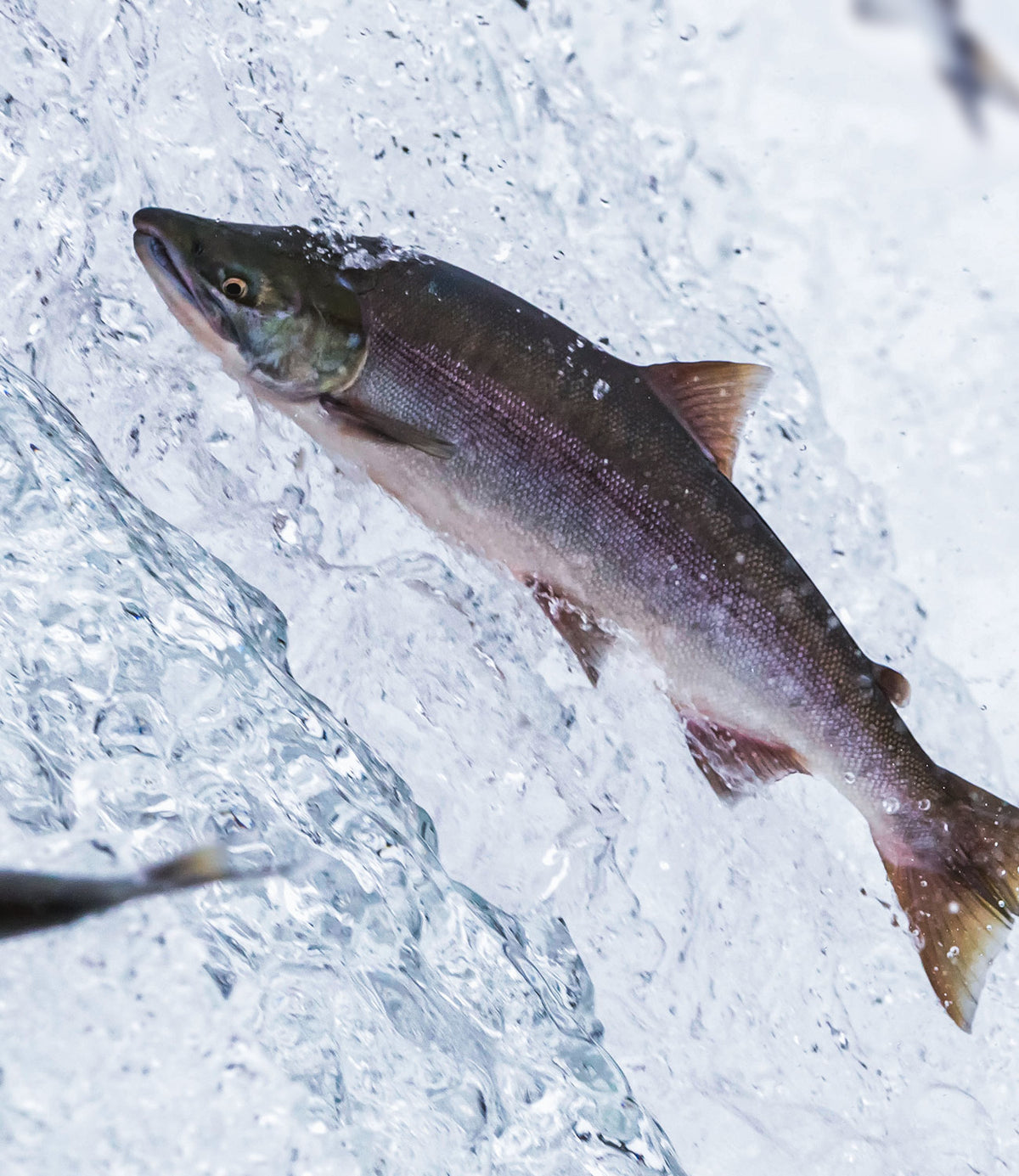 Salmon & Steelhead Blanks